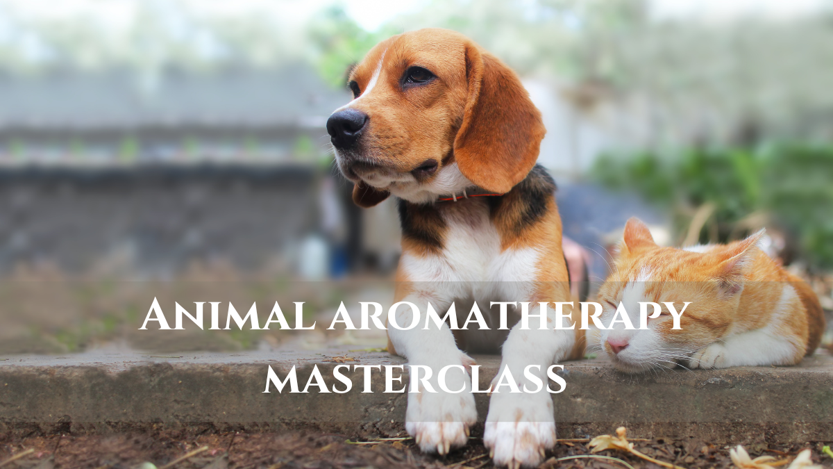 The Canadian Federation of Aromatherapists